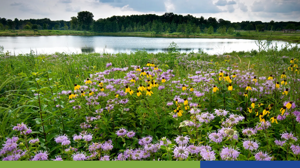 Why Garden with Native Plants? And How to Get Started! | CSWR
